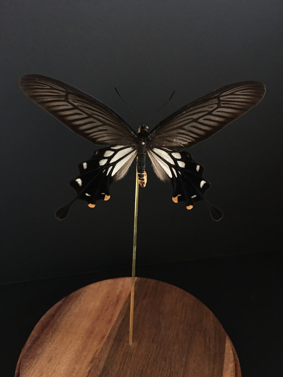 True Butterfly Losaria Coon of Java Naturalized Under Glass - Etsy