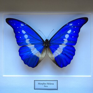 Real Morpho Helena Butterfly From Peru Naturalized Under a Splendid ...