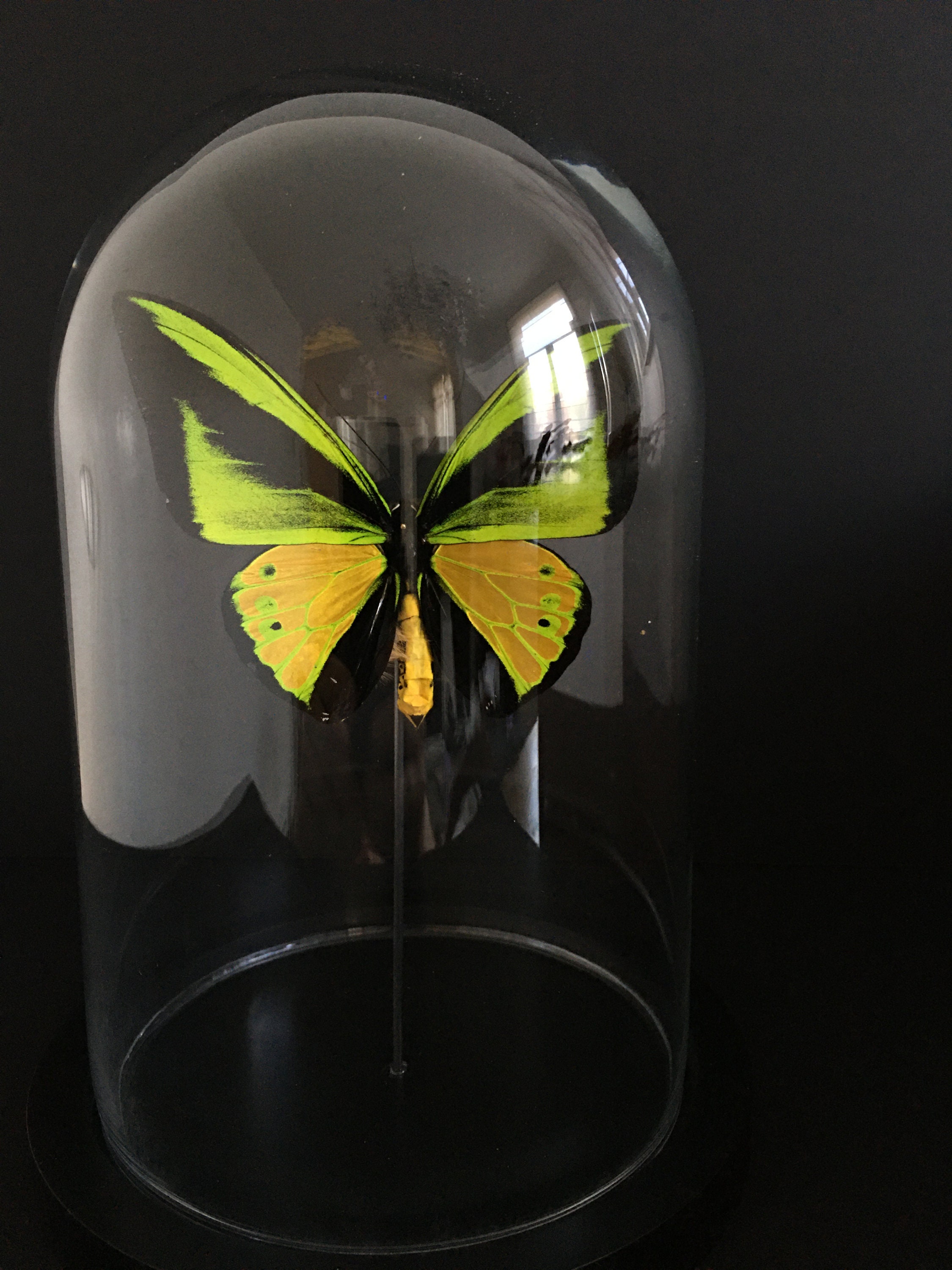 Véritable Papillon Exotique Ornithoptera Goliath Samson XXL | Etsy