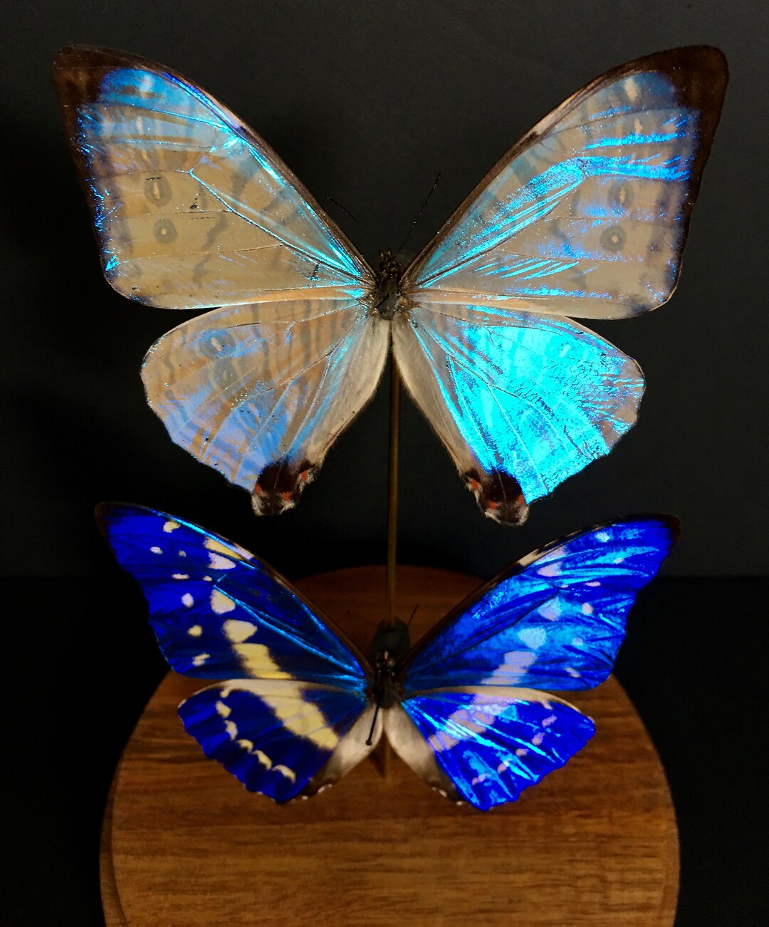 Magnificent Duo Exotic Butterflies Morpho Cypris and - Etsy