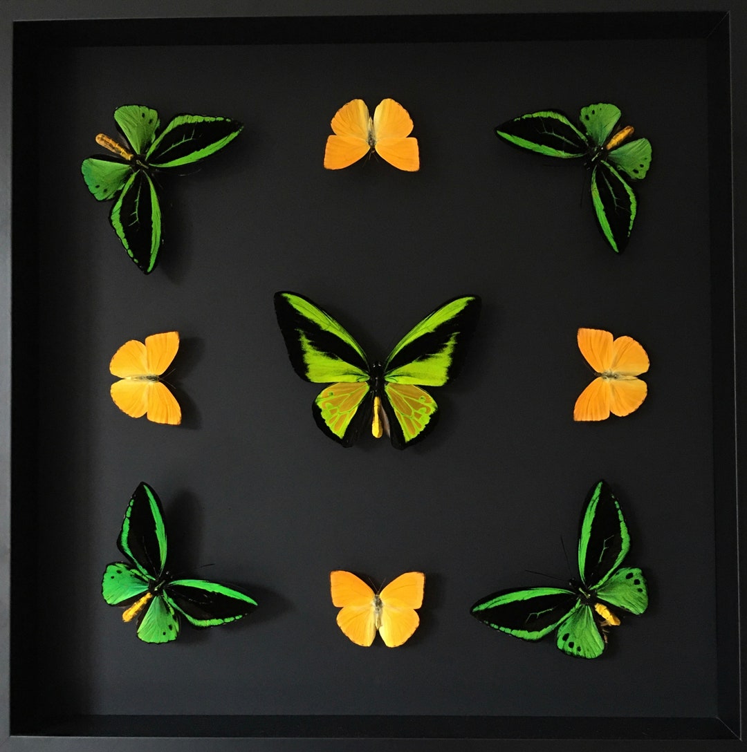 Composition of 9 Exotic Butterflies Ornithoptera Goliath Procus Priamus ...