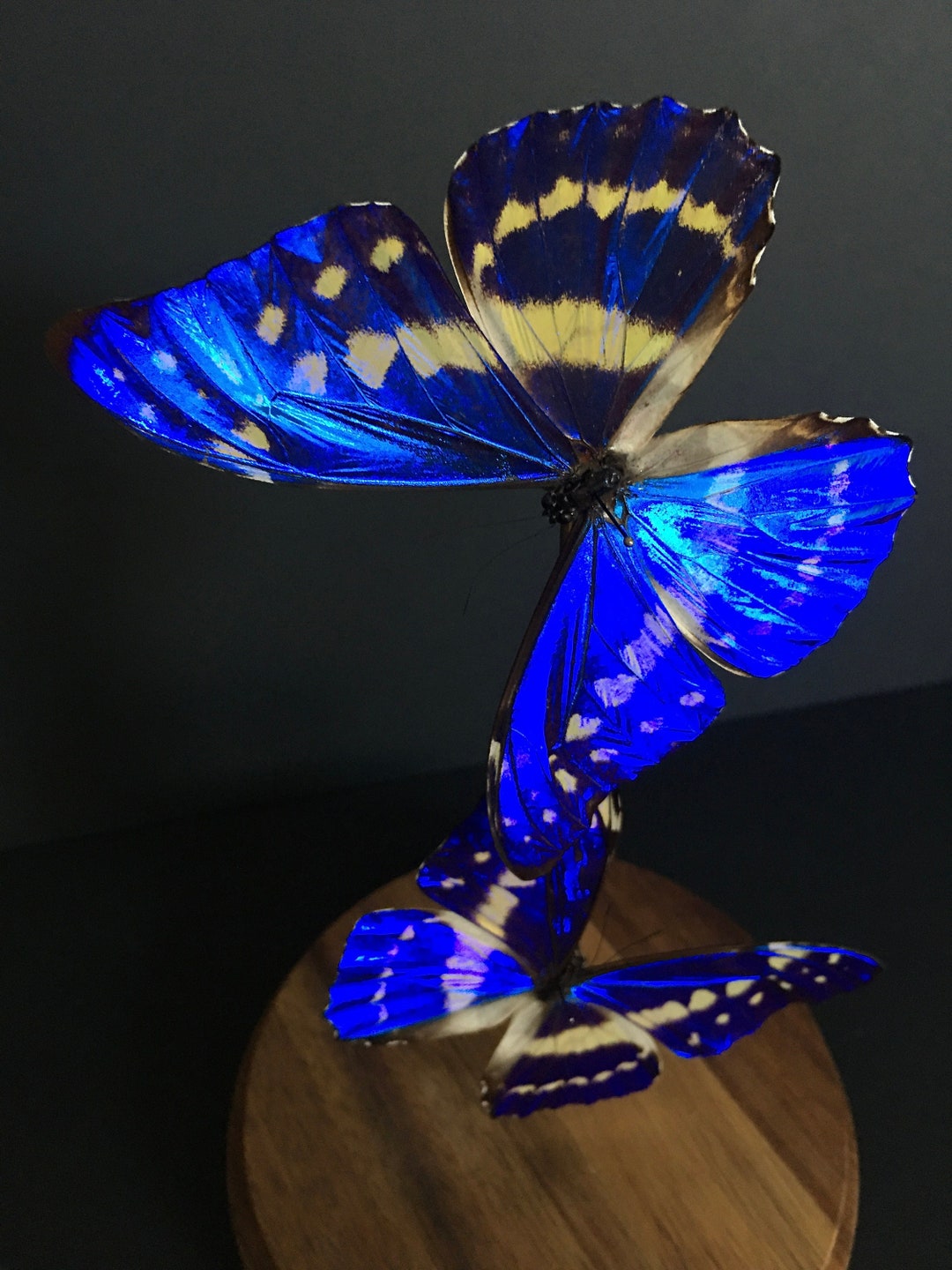 Magnificent Flight of 2 Exotic Morpho Cypris Butterflies From - Etsy