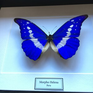 Real Morpho Helena Butterfly From Peru Naturalized Under a Splendid ...