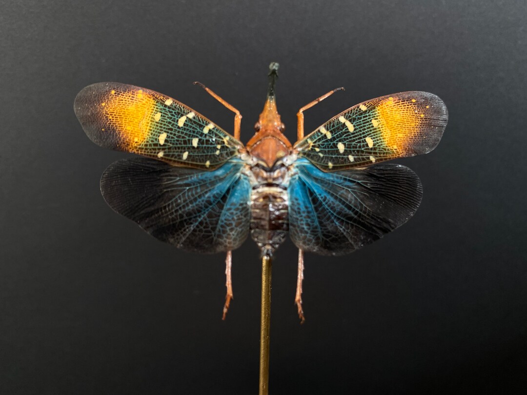 Véritable Pyrops Gunjii de Java sous globe - Etsy France