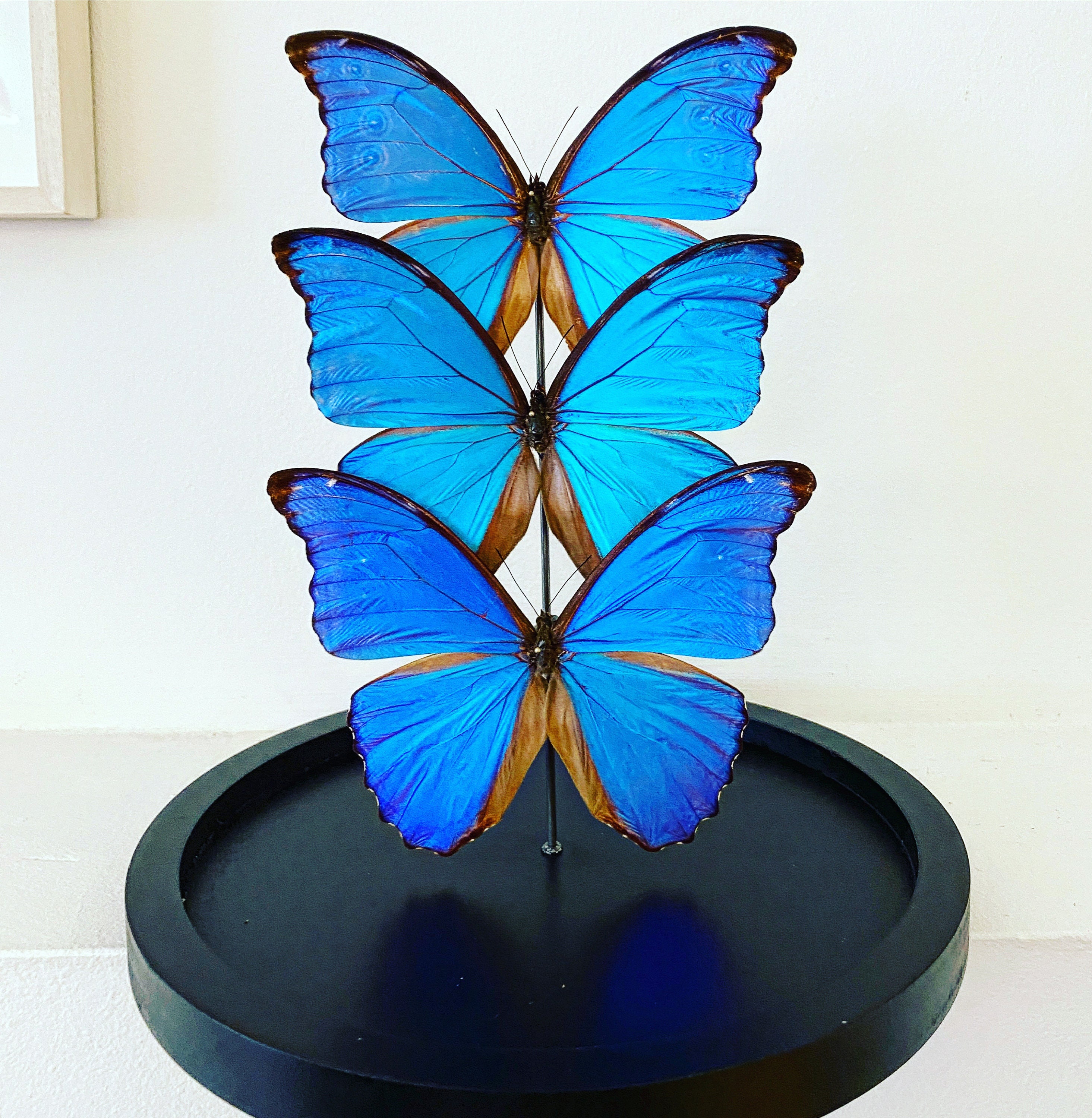 Real Blue Giant