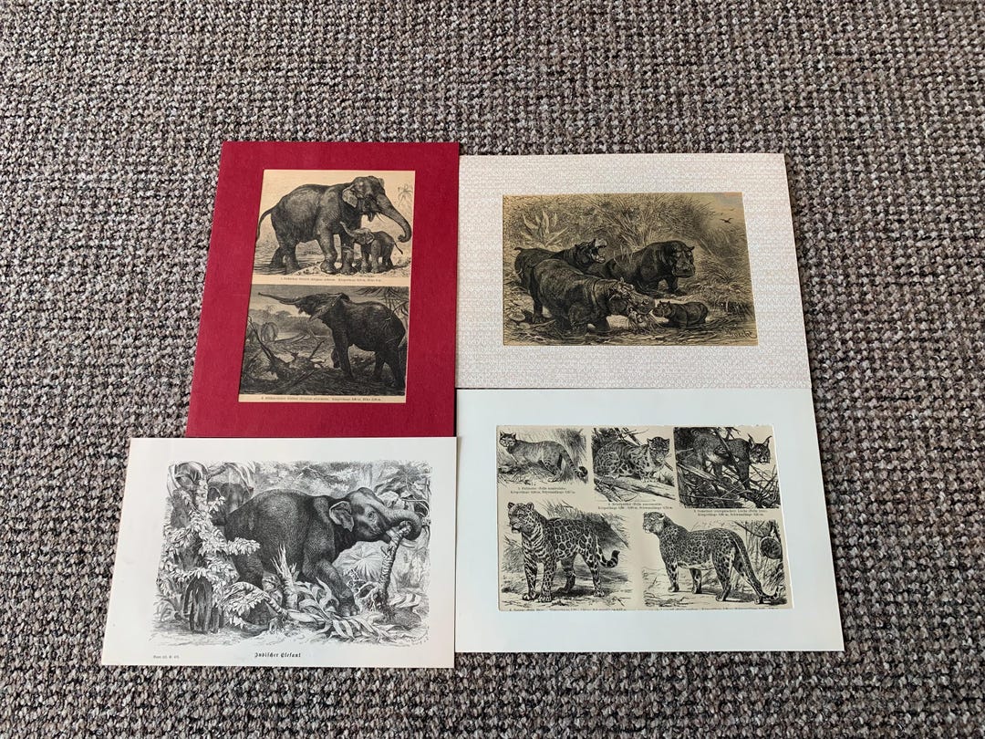 Antique Animal Book Plate Prints - Set of 4 - Etsy