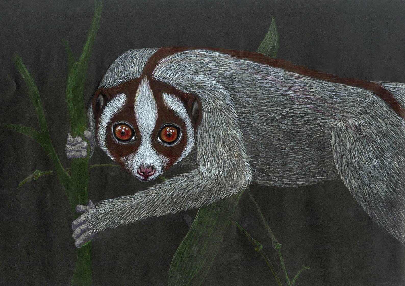 Slow loris illustration Giclée print wildlife art | Etsy