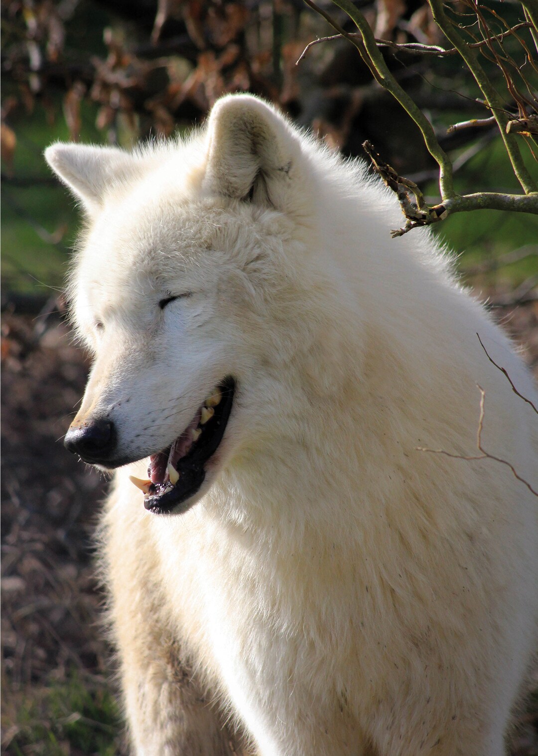 Arctic Wolf Happy Birthday Greeting Card Snow White Fluffy Dog Funny ...