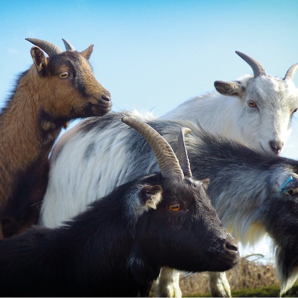 Sympathy Card for Good Friends - Etsy UK