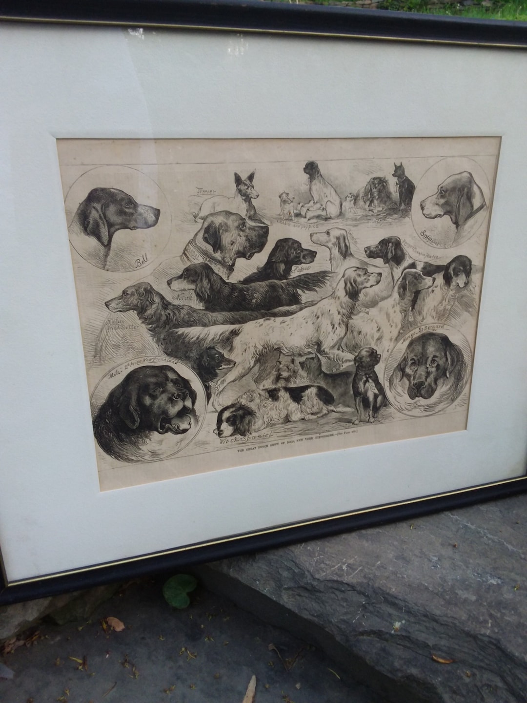 Vintage Harper's Weekly 1877 Page, the Great Bench Show, New York ...