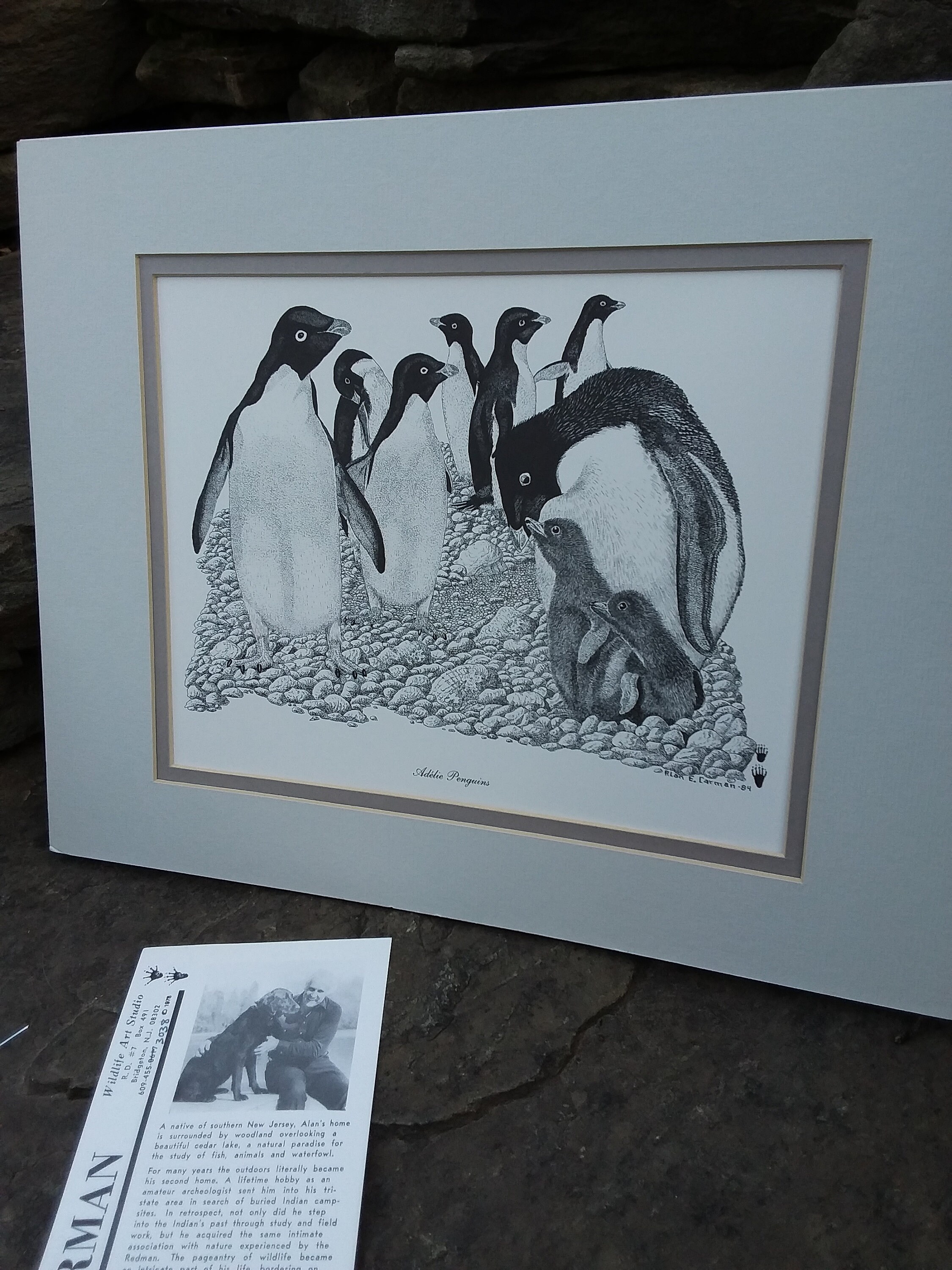 Vintage Pen & Ink Penguin Lithograph Art Print Adelie Penguins | Etsy