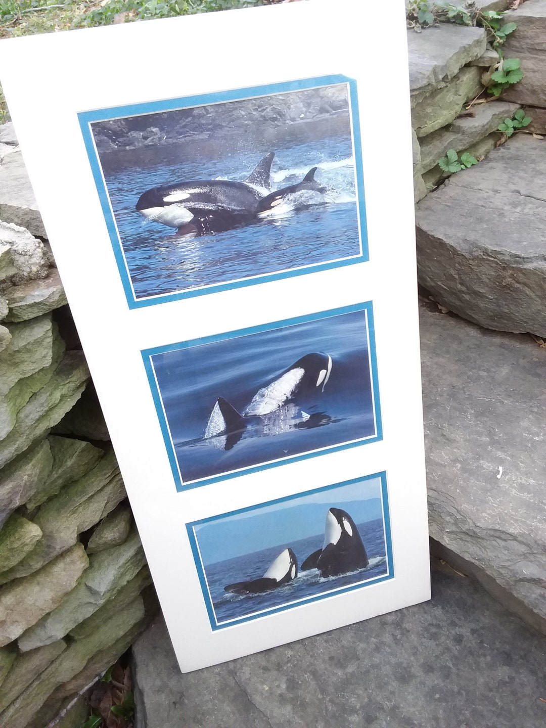 Vintage Set of 3 Killer Whale Orca Photo Cards Matted for Framing by ...