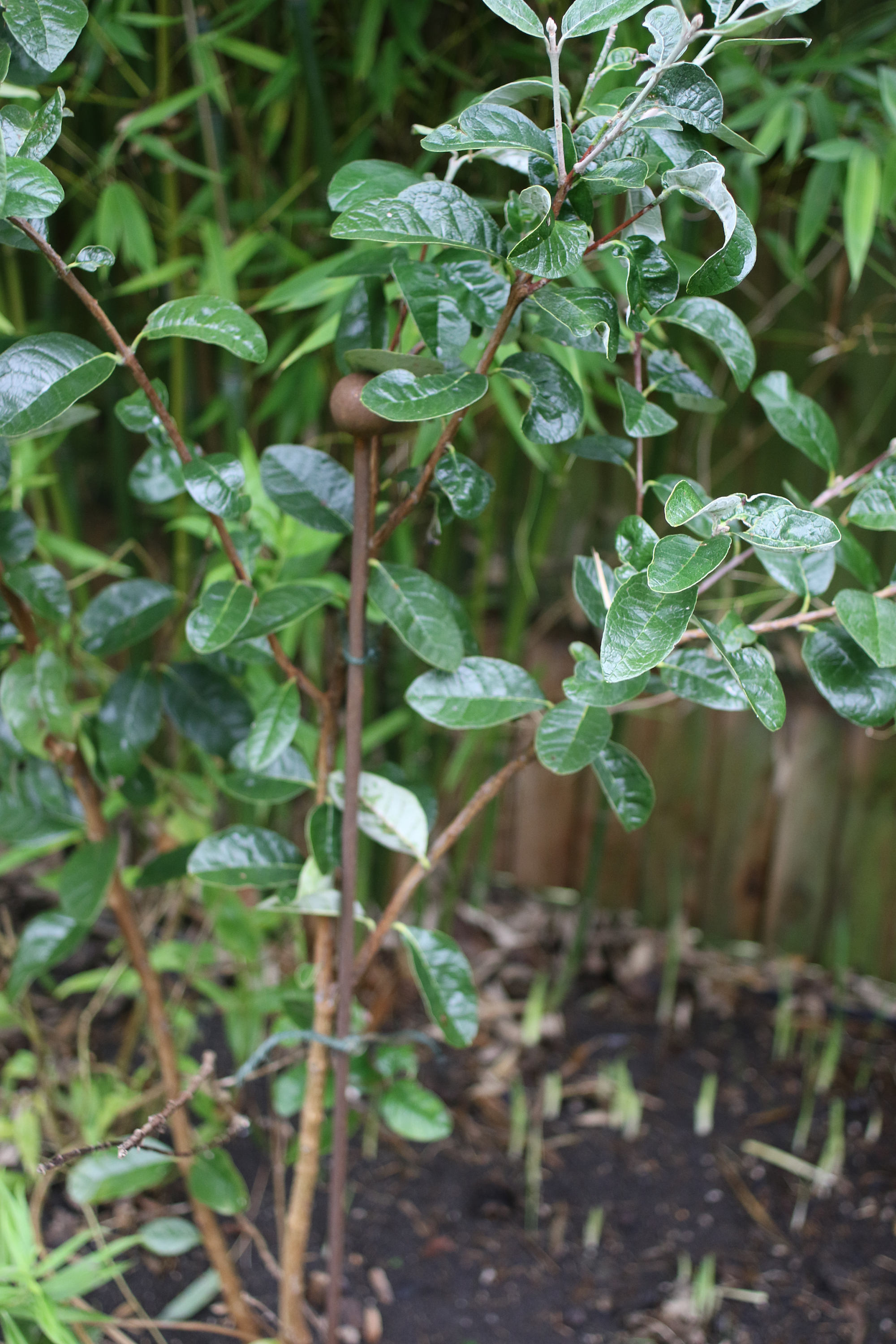 5 X Solid Steel Ball Topped Garden Stake / Support - Etsy UK