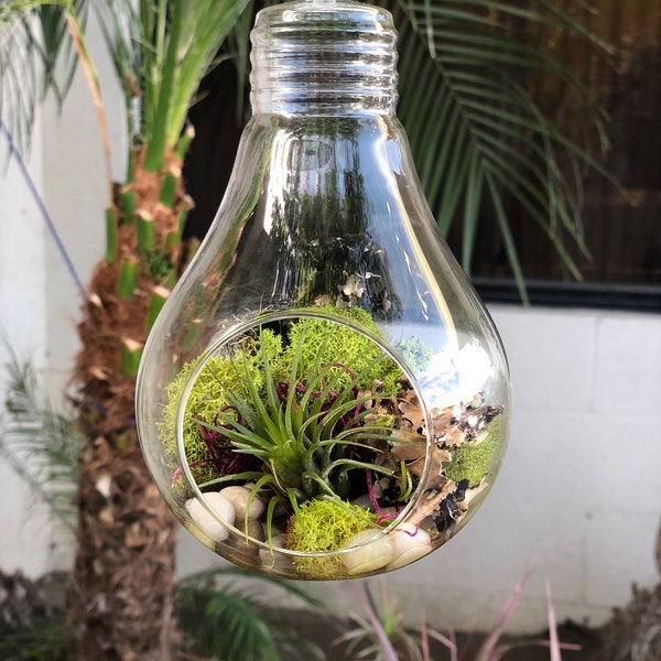 Hanging Terrarium - Etsy