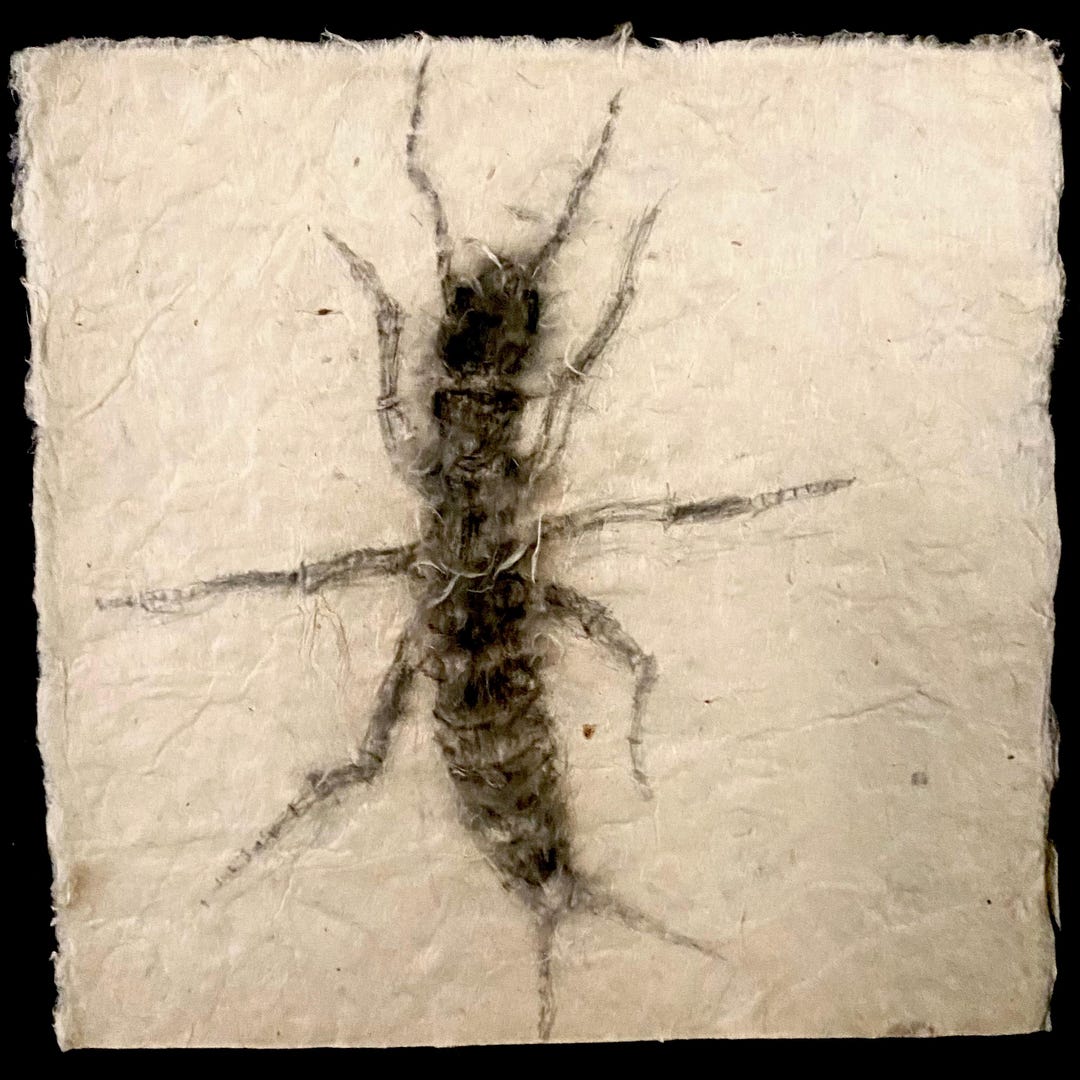 Ice Crawler / Grylloblattidae - the Original Small Drawing by Yori ...