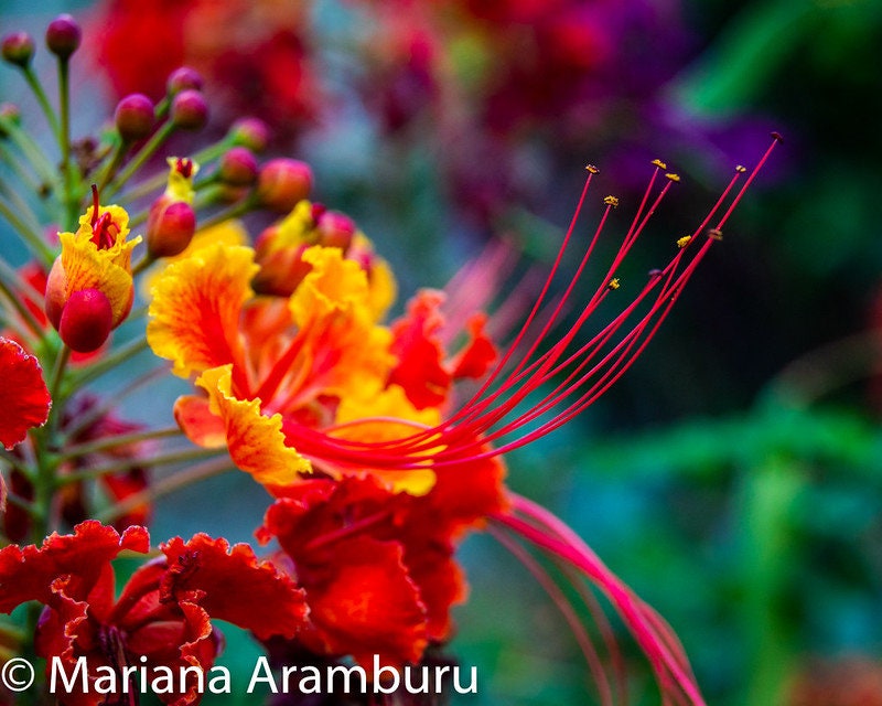 Tabachin flower — Matted Photograph — Wall Art - Etsy España