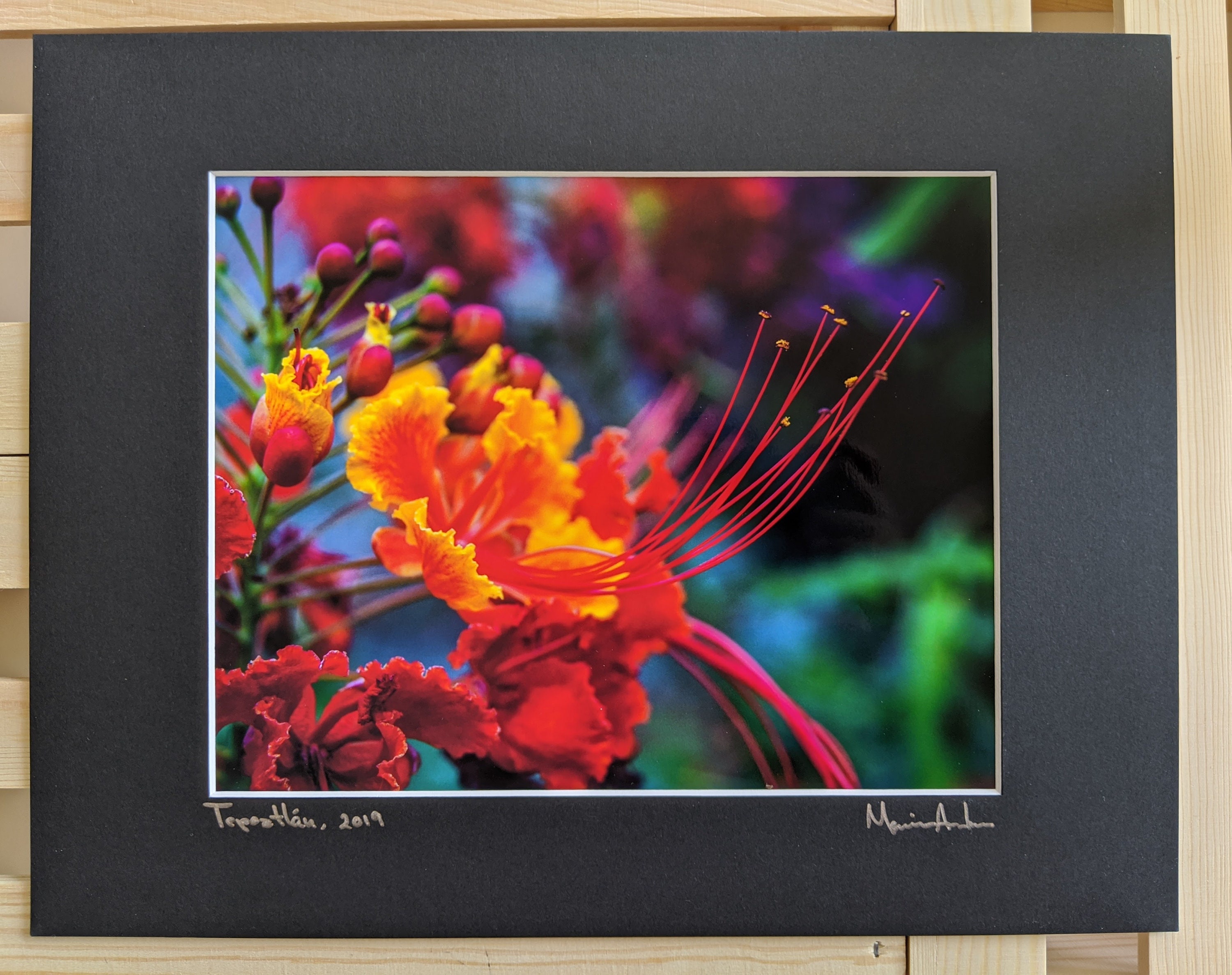 Tabachin flower — Matted Photograph — Wall Art - Etsy España