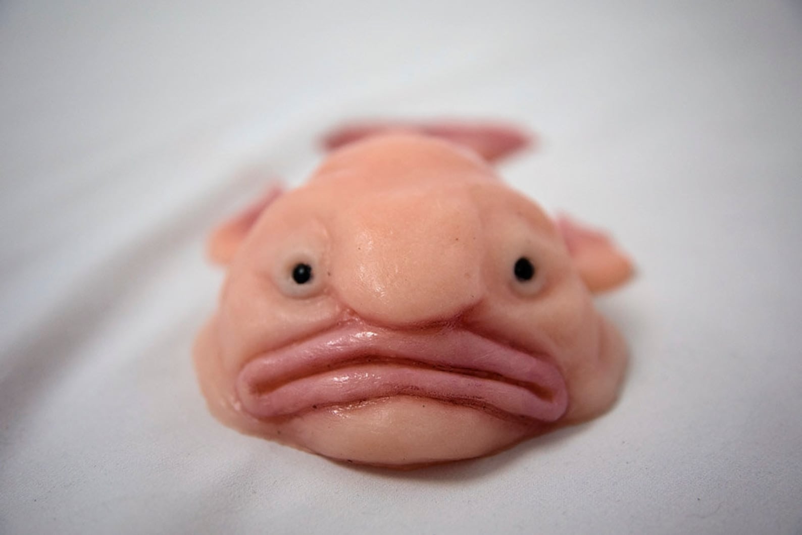 Platinum Silicone Blobfish Prop Cool Desk Item Gift Handmade Realistic ...