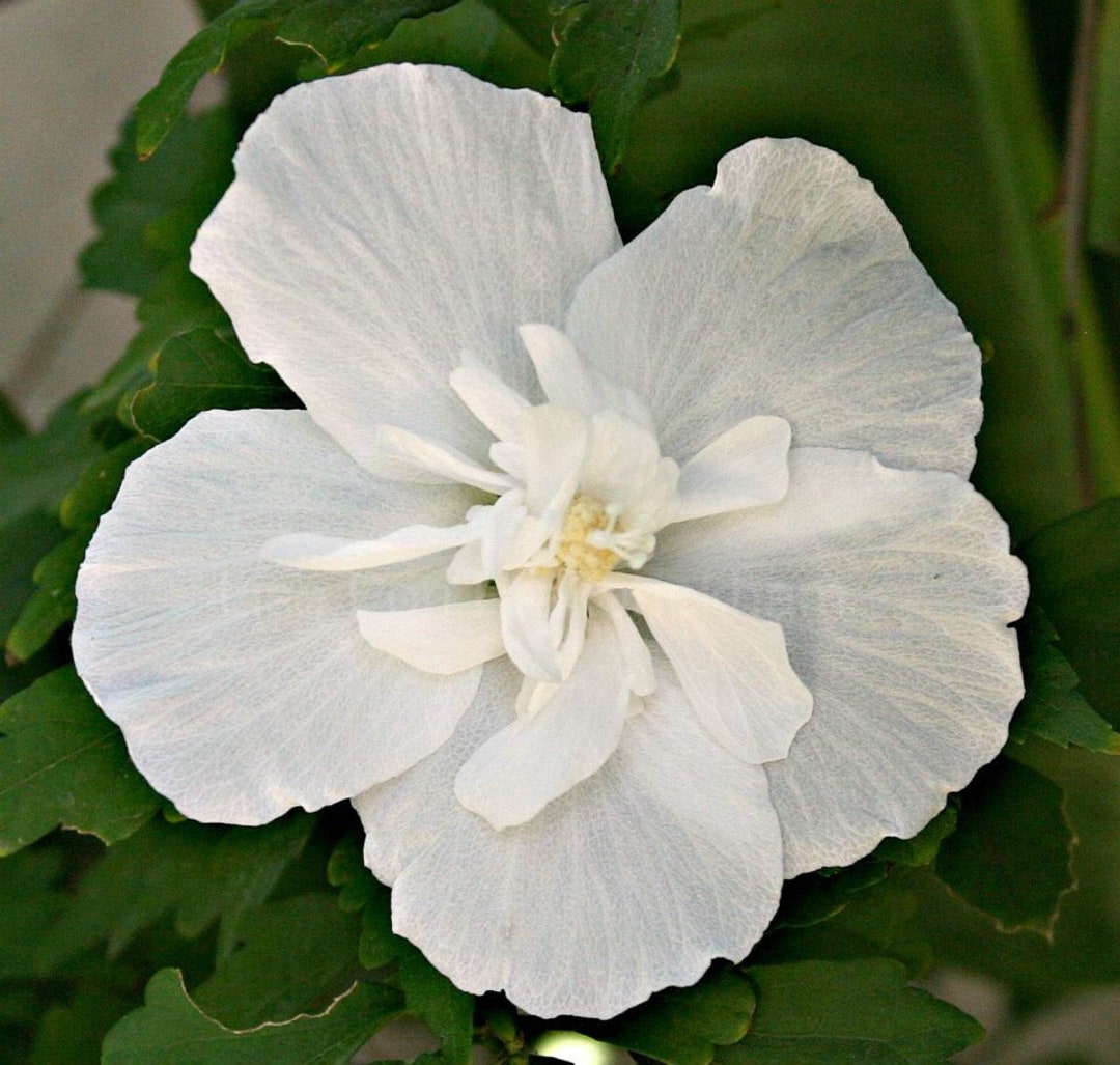 White Double Rose-of-sharon Lot of (3) Stem Branches/cuttings, Bush ...