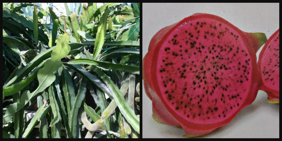 Halley's Comet Dragon Fruit Cutting: Red Flesh Pitaya Stem (3) 8 ...