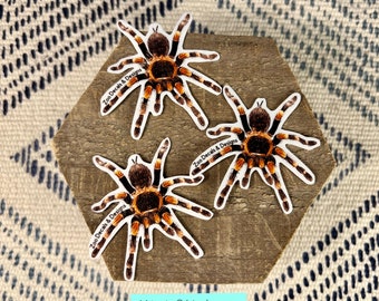 Pinned Tarantula | Etsy