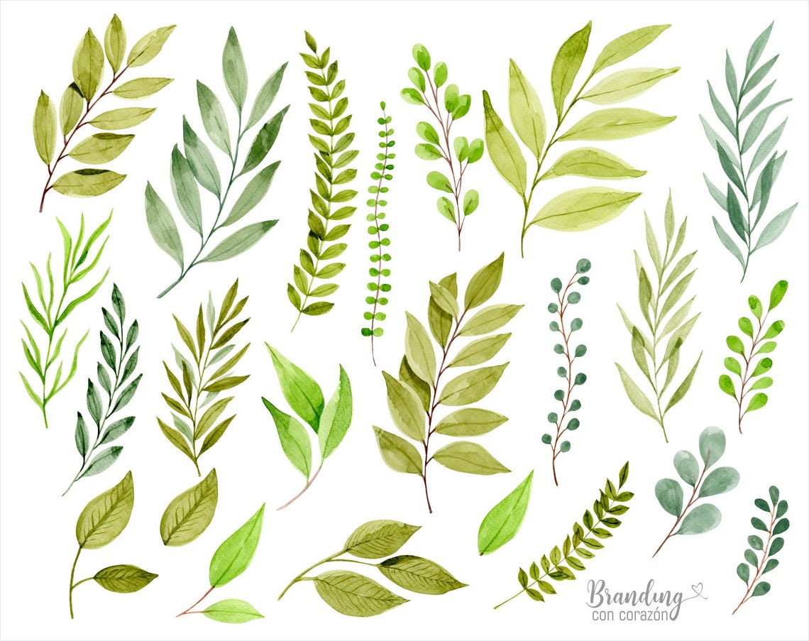 Foliage Branches and Watercolor Leaves. Clip Art and Png - Etsy