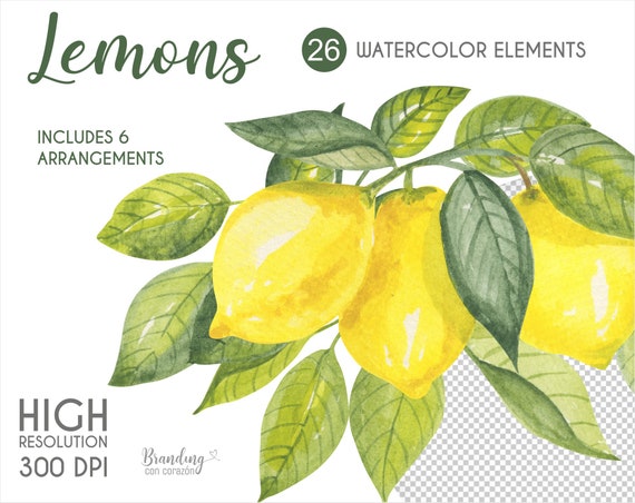 Clip Art watercolor fruit Free commercial use Watercolor clipart lemons ...