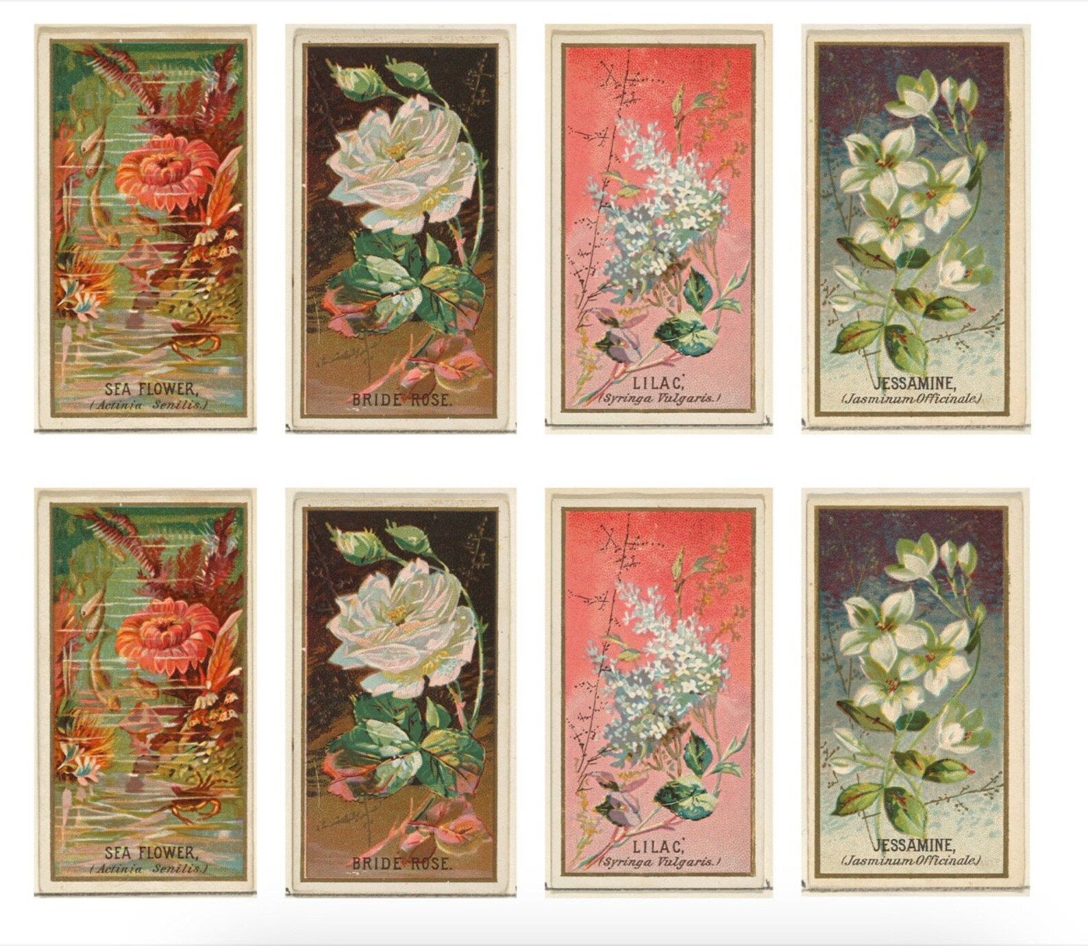 Floral Memory Card Game Printable Flower Cards Antique Flower Art ...