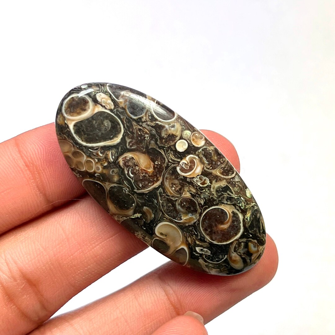 Natural TURTELLA FOSSIL SNAIL Oval/pear/cushion Cabochon Loose Gemstone ...