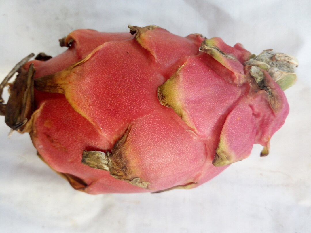 PITAYA ROUGE FRUIT DU DRAGON - Etsy France