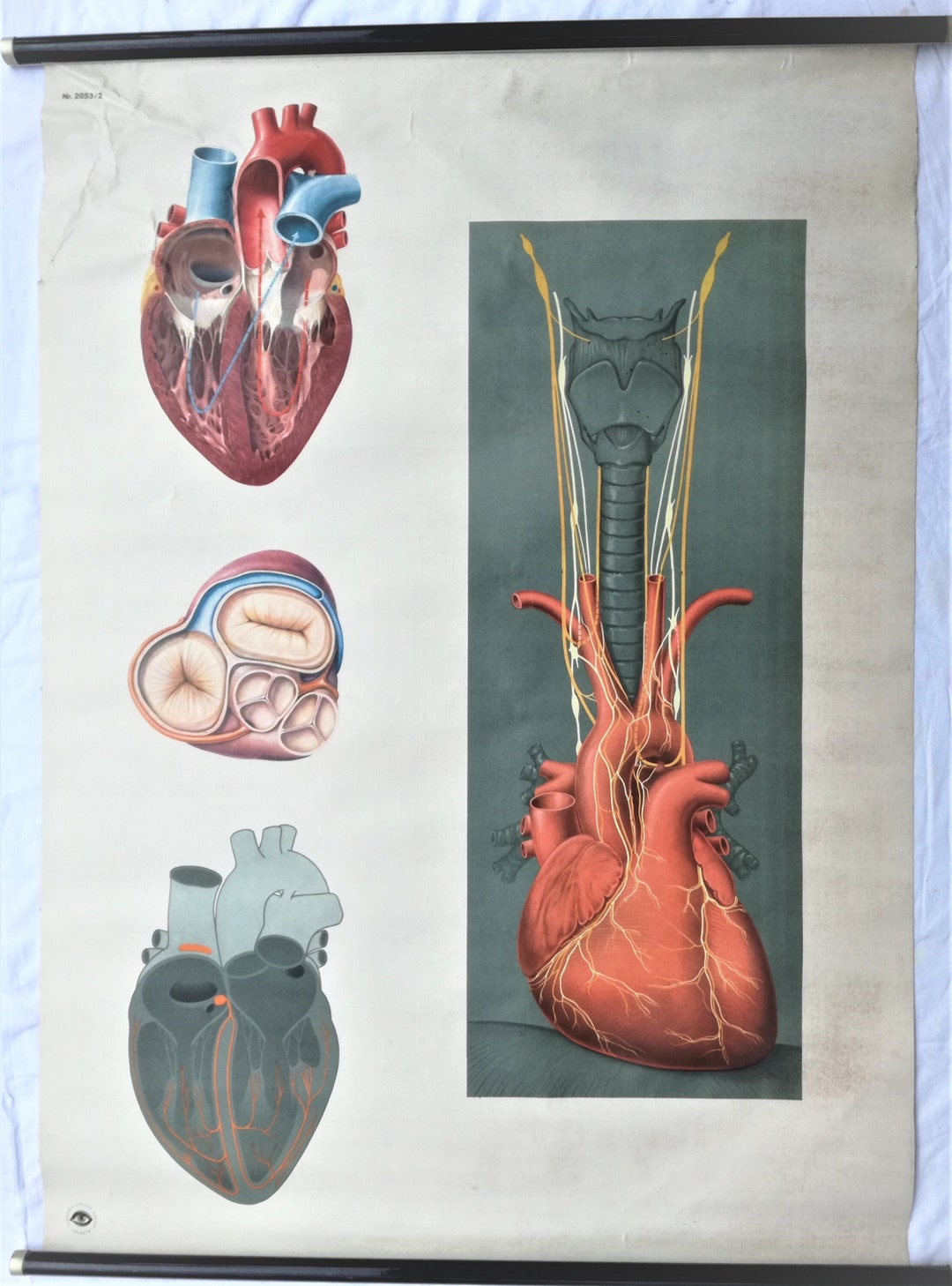 Vintage Heart Anatomy Poster / School Prop by Deutsches Hygiene Museum ...