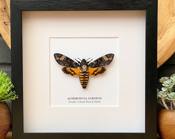 Taxidermy & Curiosities beauty insect taxidermy photography insect ...