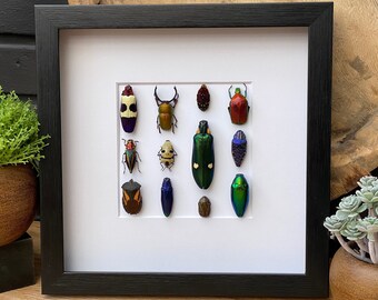 Entomology Frame | Etsy