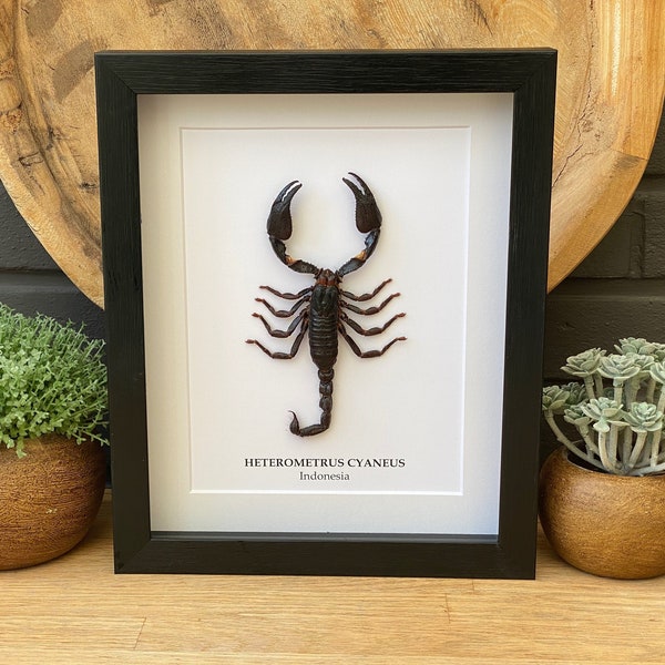 Scorpions - Etsy UK