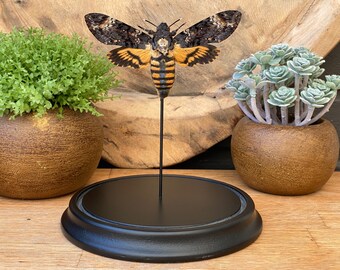 Death Head Moth | Etsy