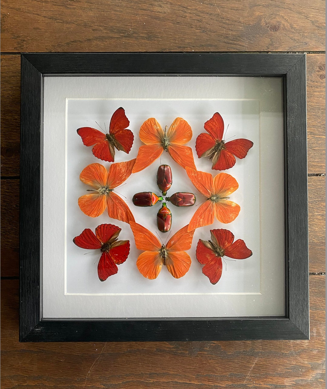 Real Framed Insect Art Nr2023-013 Butterfly Taxidermy and - Etsy