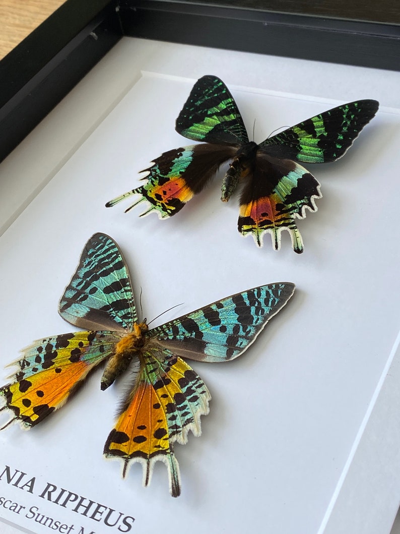 Taxidermy & Curiosities beauty insect taxidermy photography insect ...