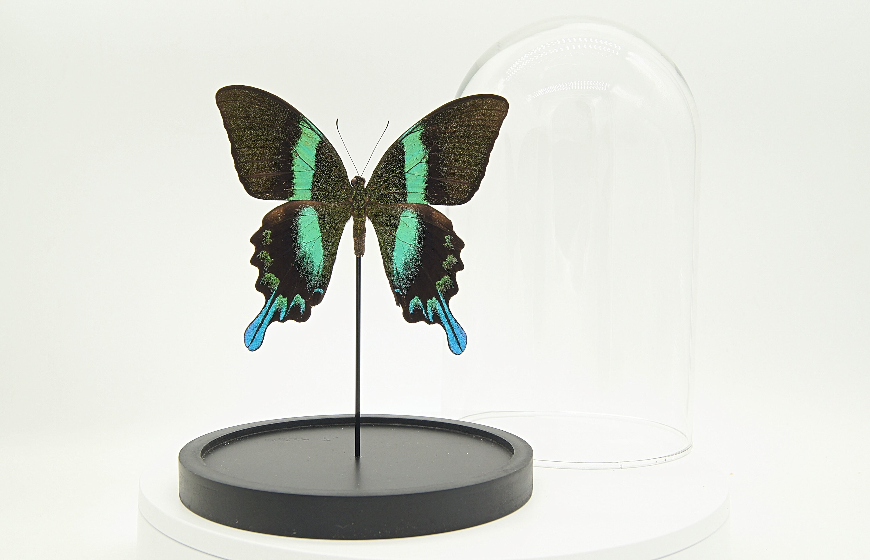 Taxidermy & Curiosities beauty insect taxidermy photography insect ...