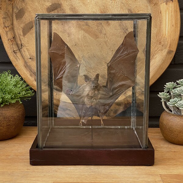 Bat Taxidermy - Etsy