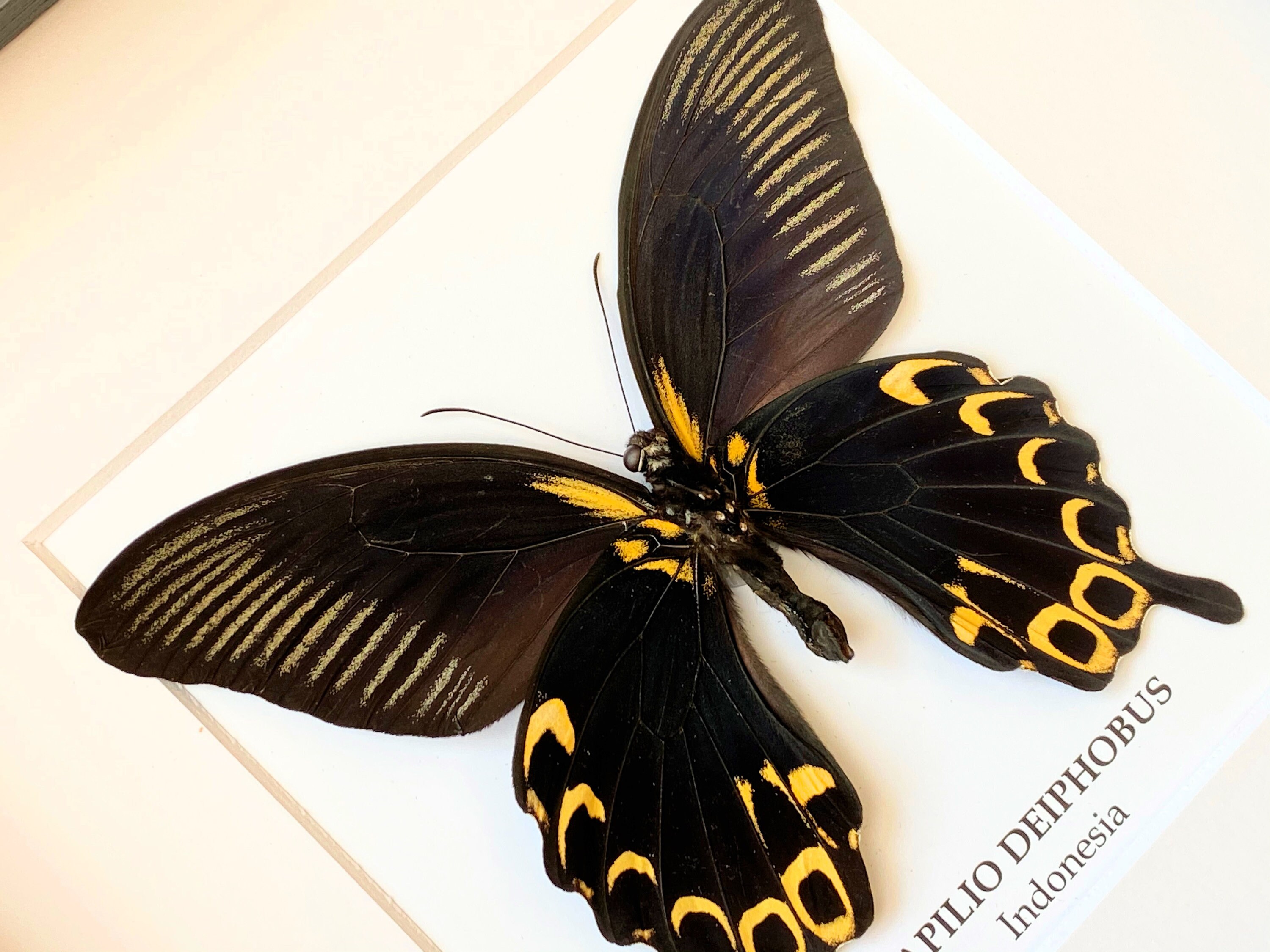 Framed Papilio Deiphobus Butterfly Taxidermy and Entomology | Etsy