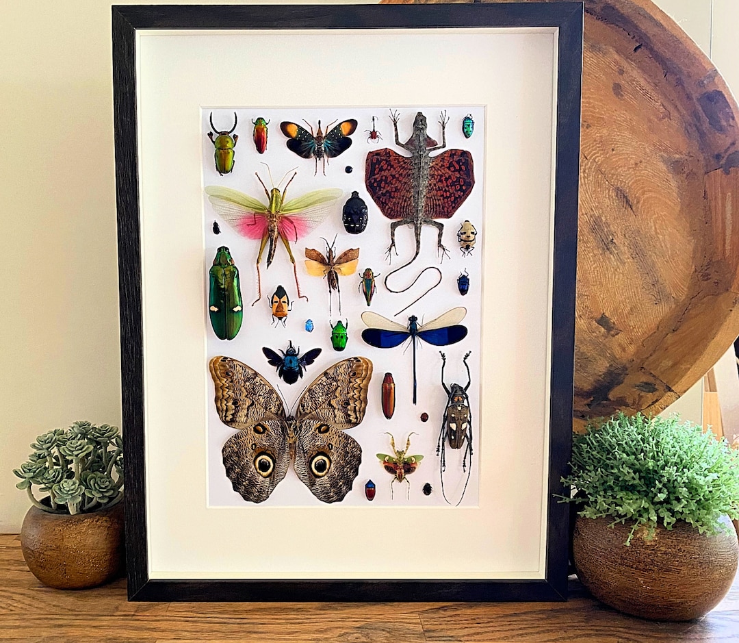 Real Framed Insect Art Nr2023-006 Butterfly Taxidermy and - Etsy