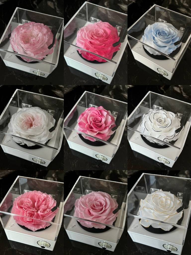 Preserved Rose Mini Music Record Player - Etsy