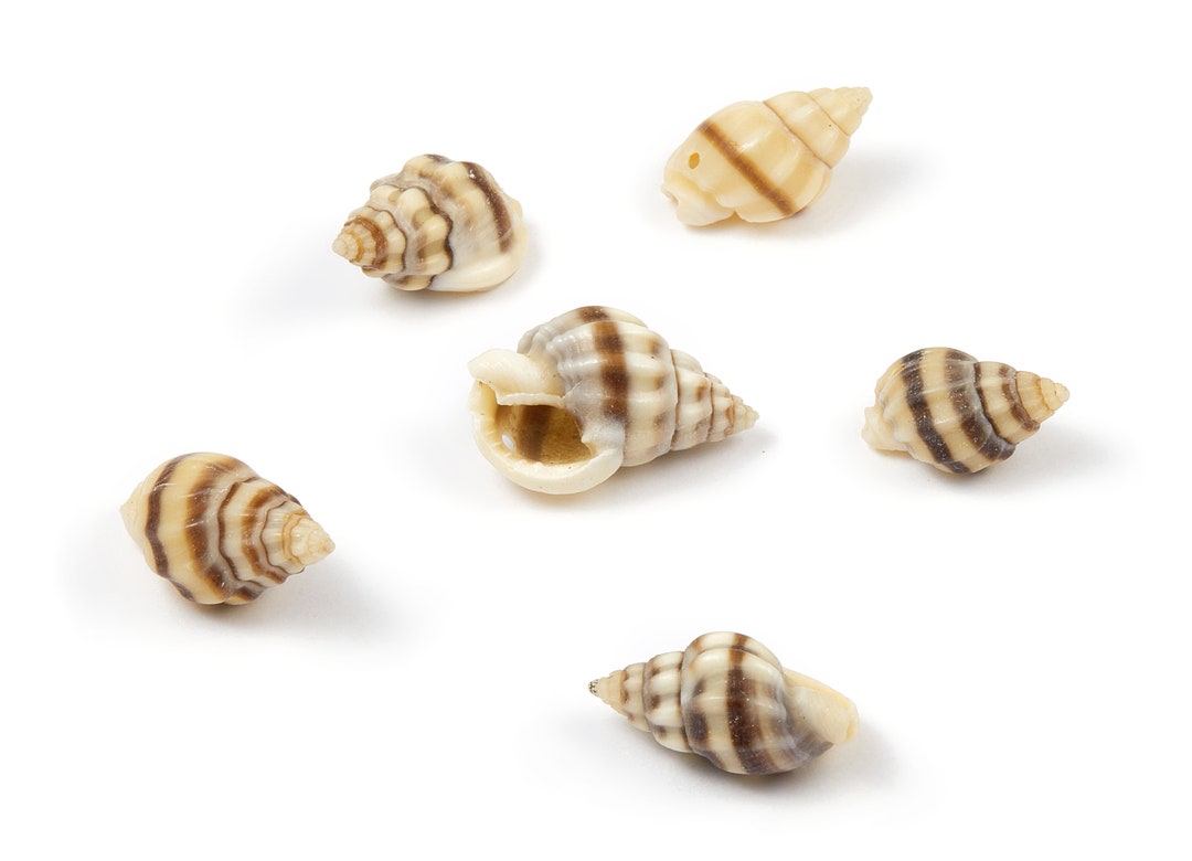 Whelk Seashell Charms - Mussel Shell Pendant - Natural Seashell ...