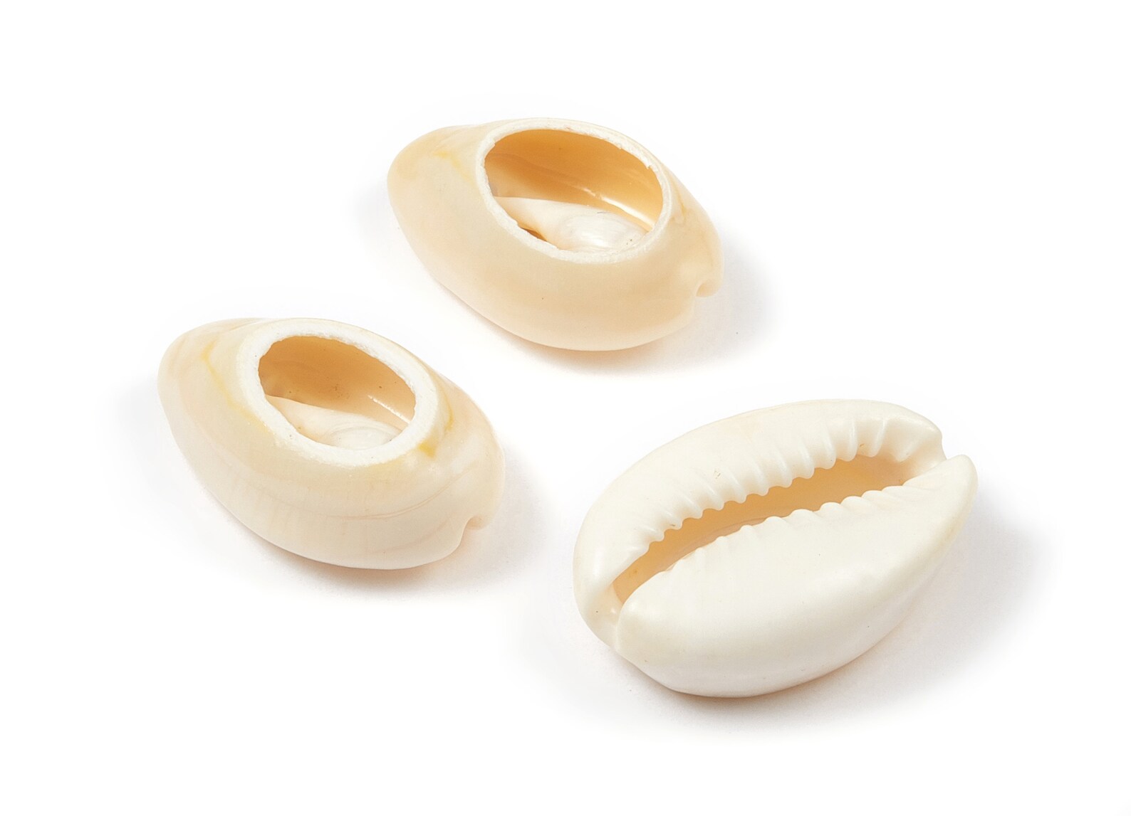 Open Cowrie Charms Mussel Shell Earrings Cut Open Seashell - Etsy