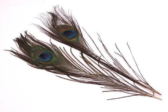 Natural Peacock Feather Tail Eye Feather 20-30cm | Etsy