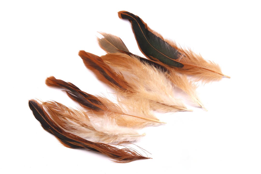Natural Rooster Feather - Beige Feather - (5-7cm) - Real Feathers for ...