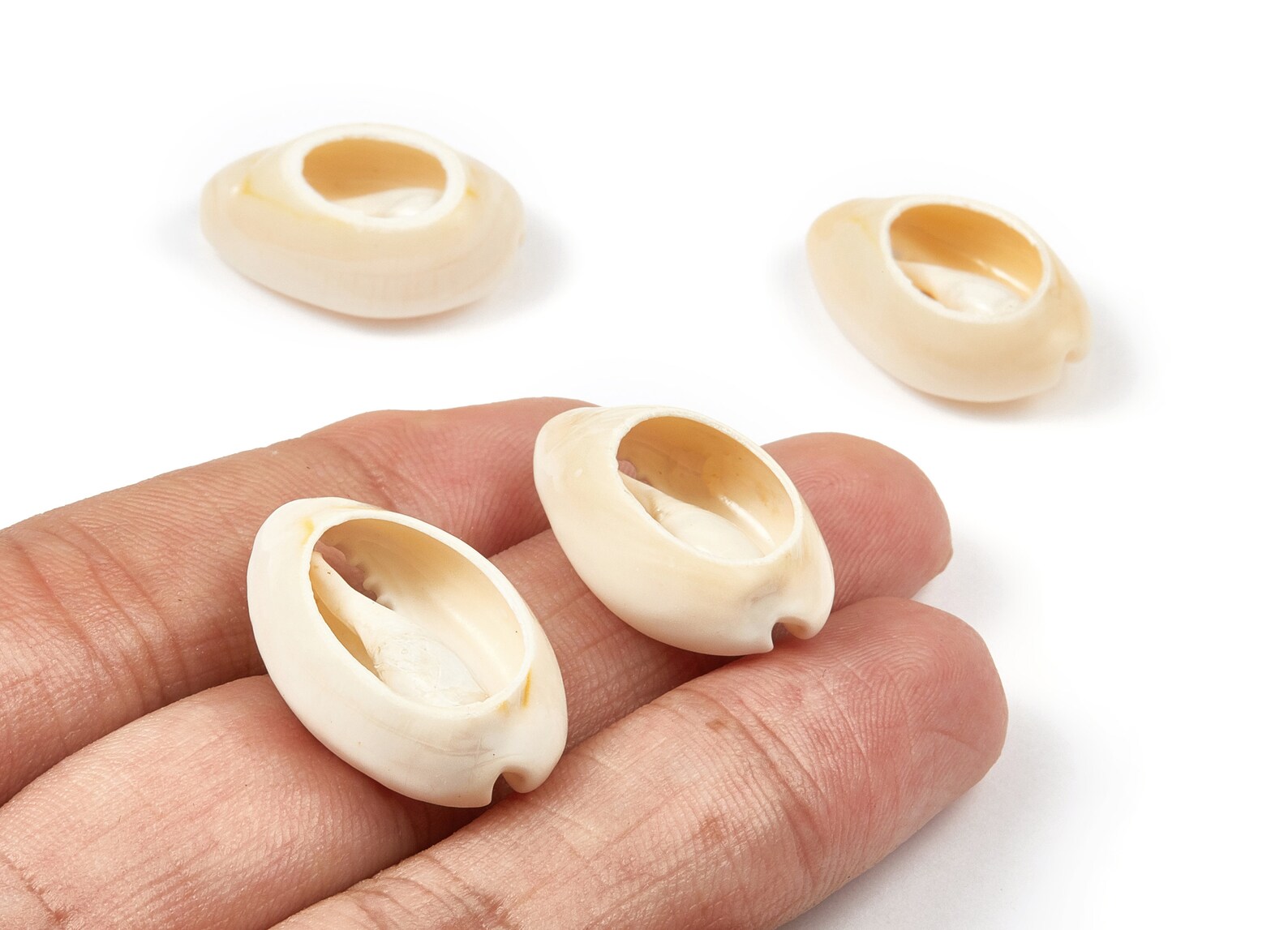 Open Cowrie Charms Mussel Shell Earrings Cut Open Seashell - Etsy