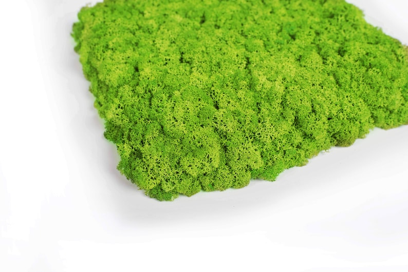 Scandinavian Natural Moss Picture - Etsy