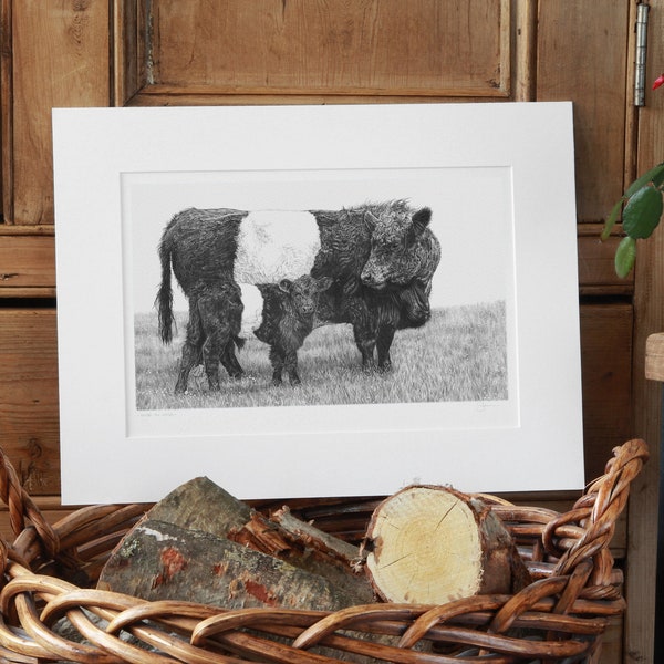 Belted Galloway Art - Etsy