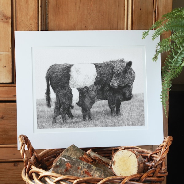 Belted Galloway Art - Etsy